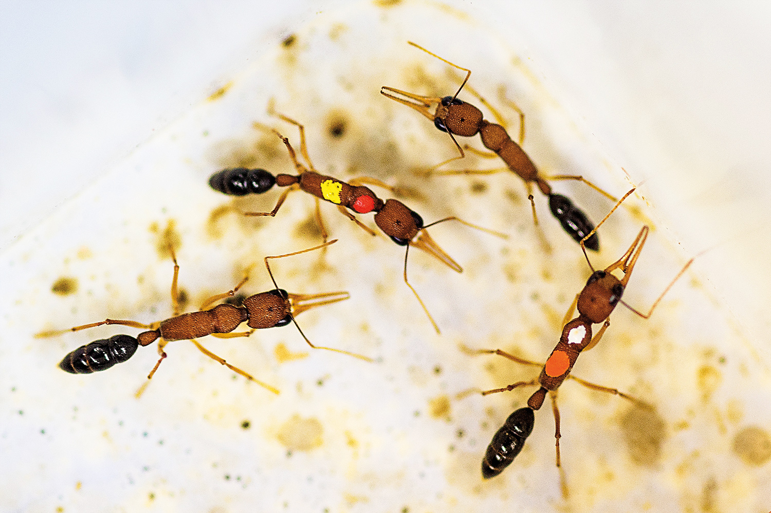Discover: Study Suggests Mutant Ants Provide Insights into Social ...