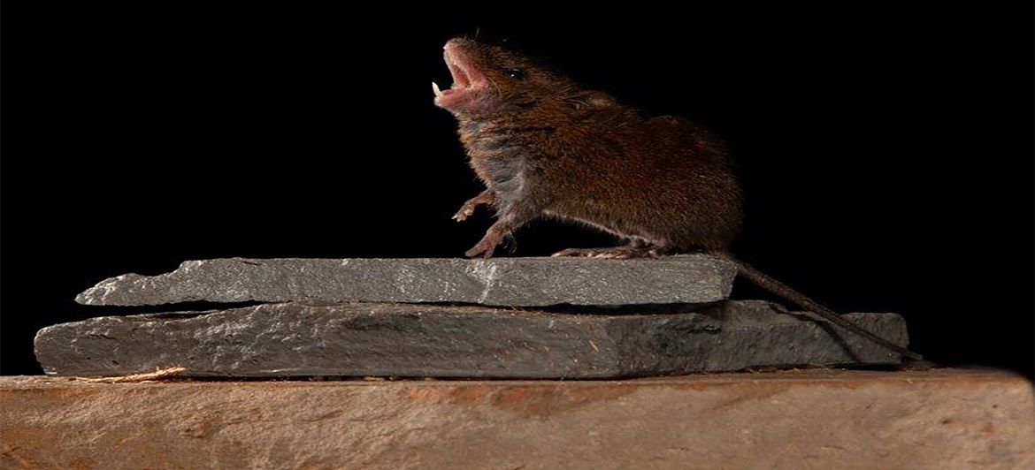 The New York Times: Researchers Find Clues to Our Conversational Skills ...