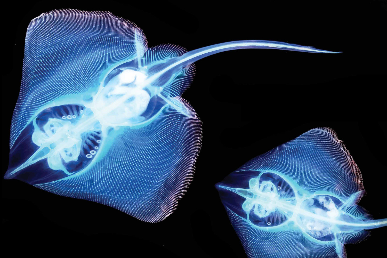 Nerve Networks for Walking Originated in Ancient Fish | NYU Langone News