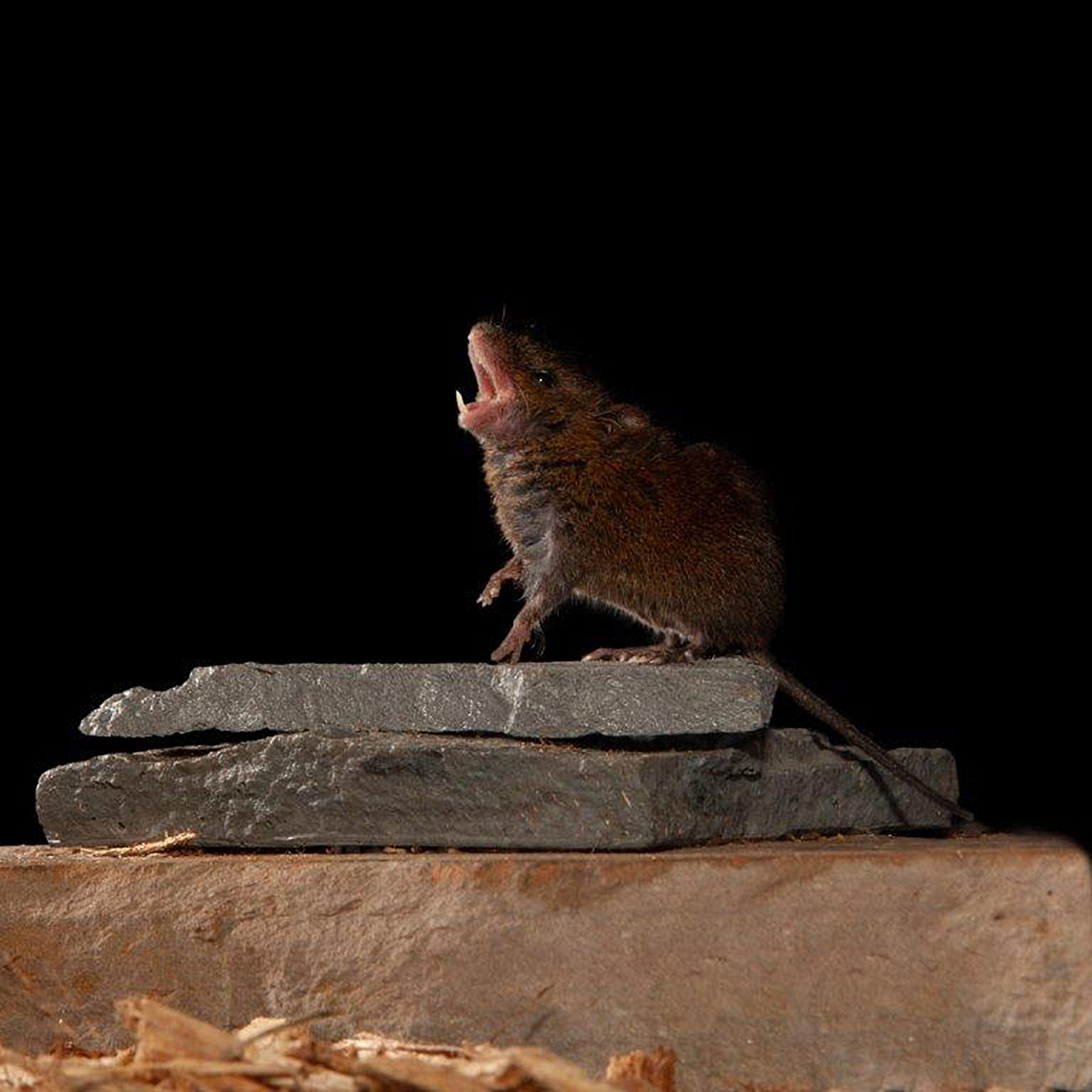 Study of Singing Mice Suggests How Mammalian Brain Achieves ...