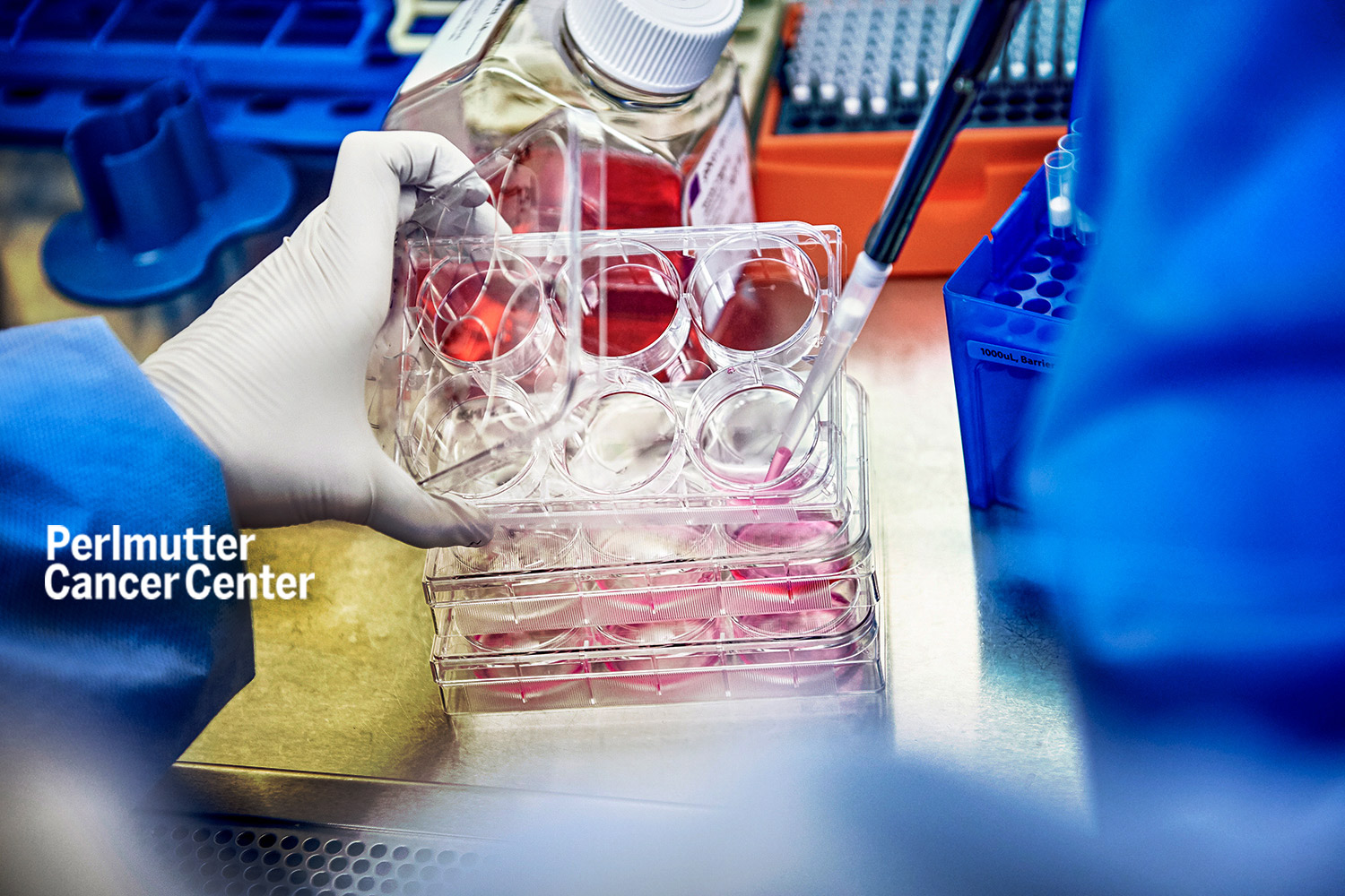 Patient Power: Perlmutter Cancer Center’s Multiple Myeloma Experts ...