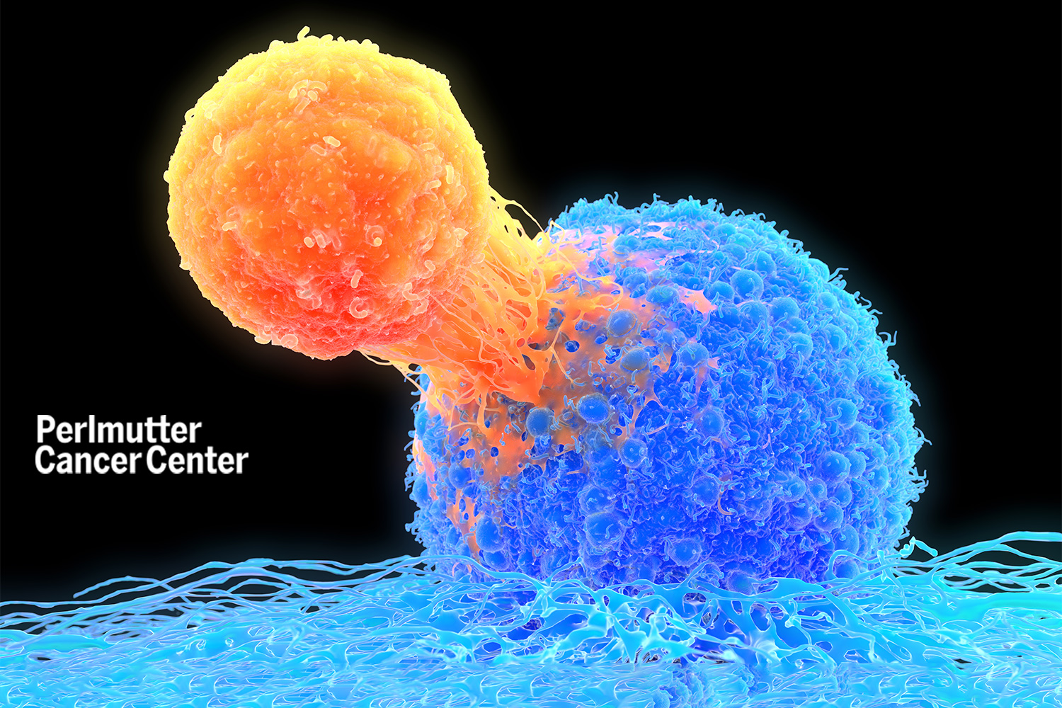 Combination of Experimental Drug Classes Shown to Extend Survival in ...